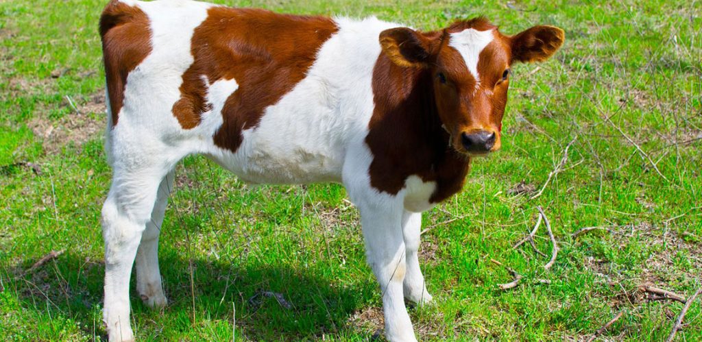 calf - Melatonin Implants | MELAWIN