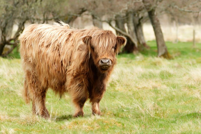 MELAWIN Melatonin Implants Give Your Animals a Healthy, Shiny Coat